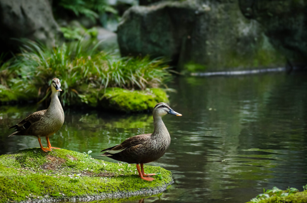 GWを無料で遊ぶ♪みんなが無料！東京のお出かけスポット5選 | icotto（イコット）