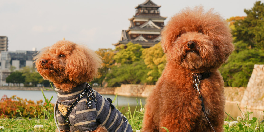 【広島】愛犬やペットと一緒に楽しい旅を♡おすすめホテル5選 | icotto（イコット）