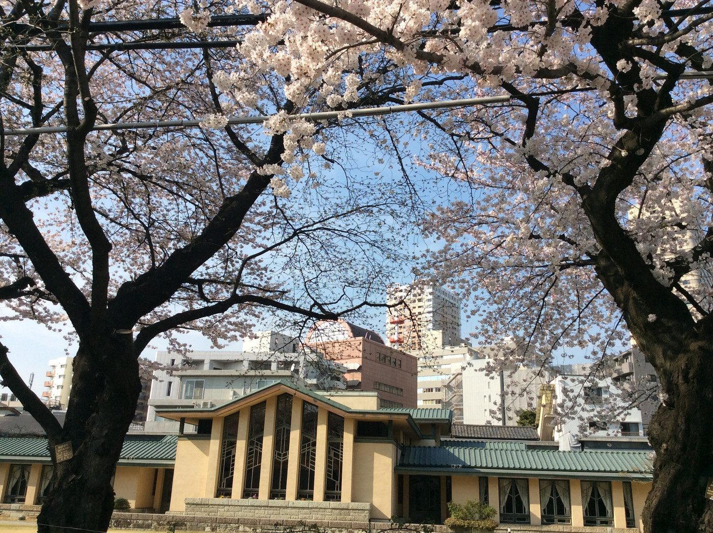 添乗員がこっそり教えます。東京の穴場の花見スポット7選 | icotto（イコット）