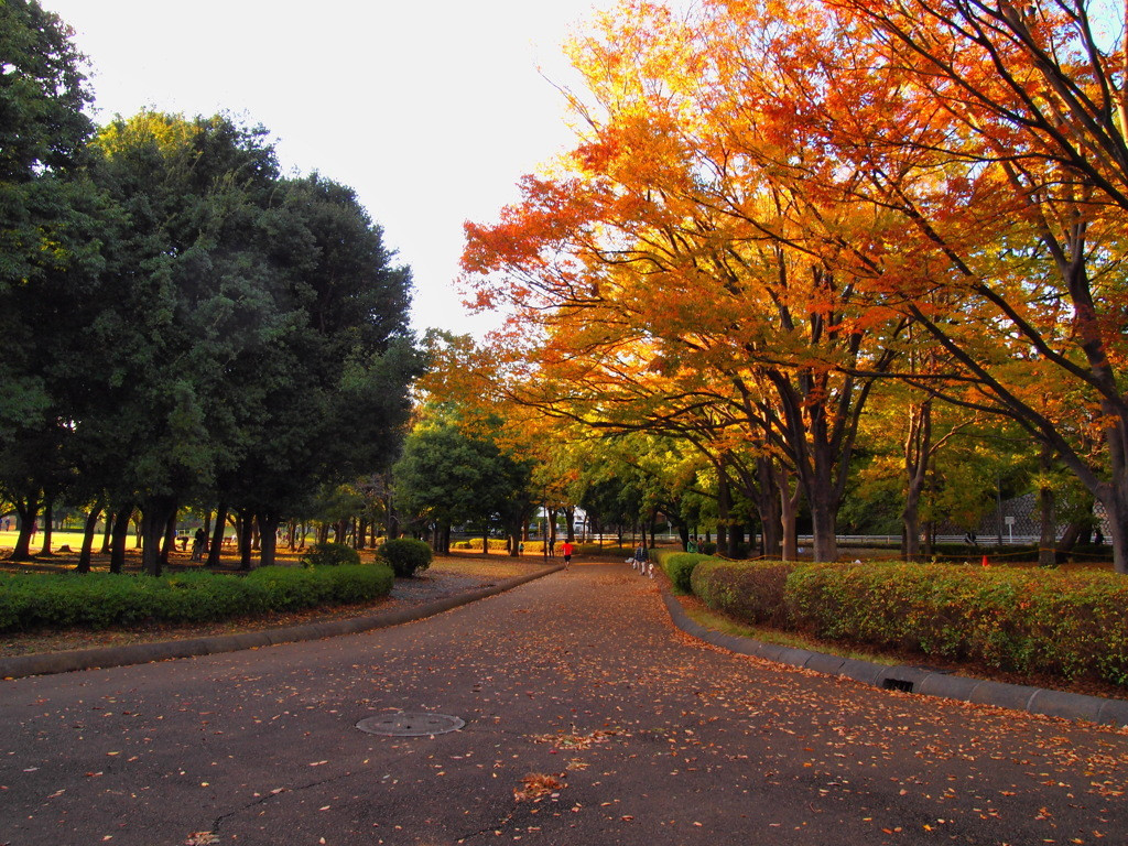 きれいな紅葉が見られる♪横浜市内にある紅葉の名所12選 | icotto（イコット）