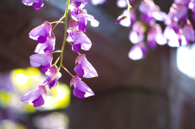 GWのおでかけに♪東京で藤棚がキレイなスポット5選 | icotto（イコット）