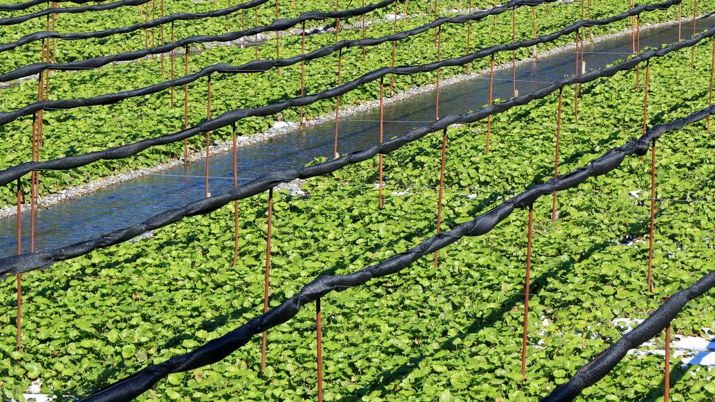 AMBIENT 安曇野コテージ | 全棟温泉付きの贅沢。北アルプスに抱かれた森の中のコテージ | icotto（イコット）