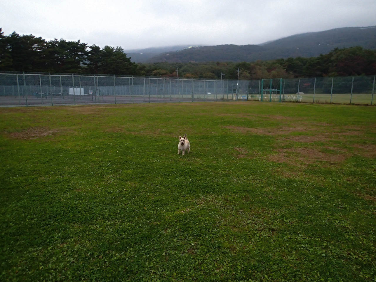愛犬といっしょに那須旅行へ。ペットと同室宿泊OKのおすすめホテル＆旅館12選／栃木 | icotto（イコット）