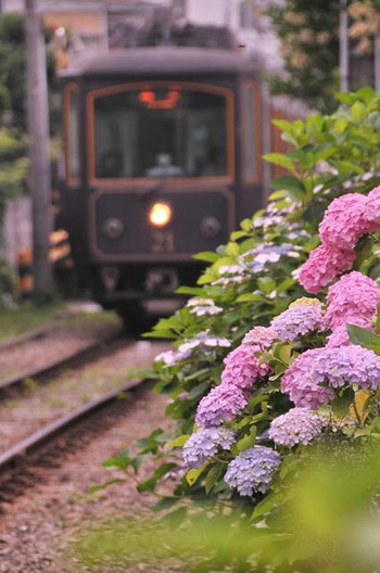 激混みだけどやっぱり素敵！鎌倉のあじさいを見て気分は快晴♪ | icotto（イコット）