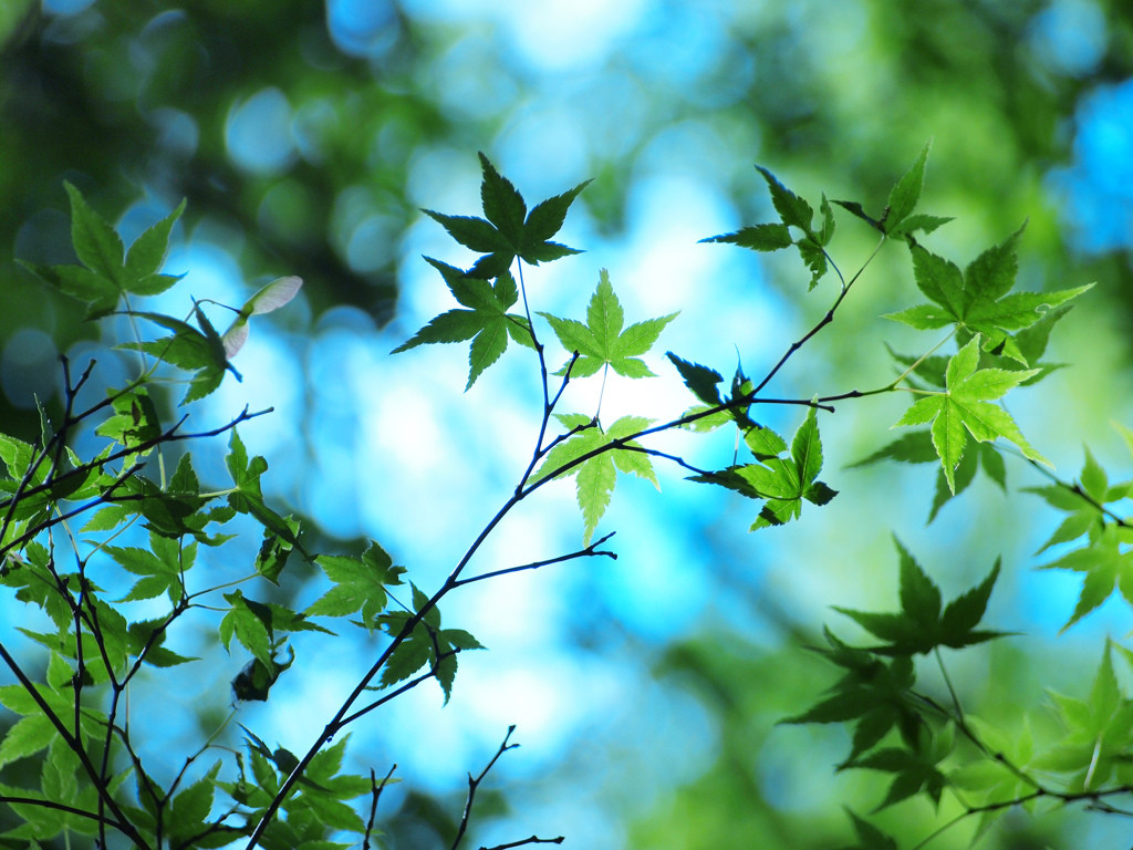 プラネタリウムに岡本太郎！川崎市多摩区の「生田緑地」が実はスゴイ！ | icotto（イコット）